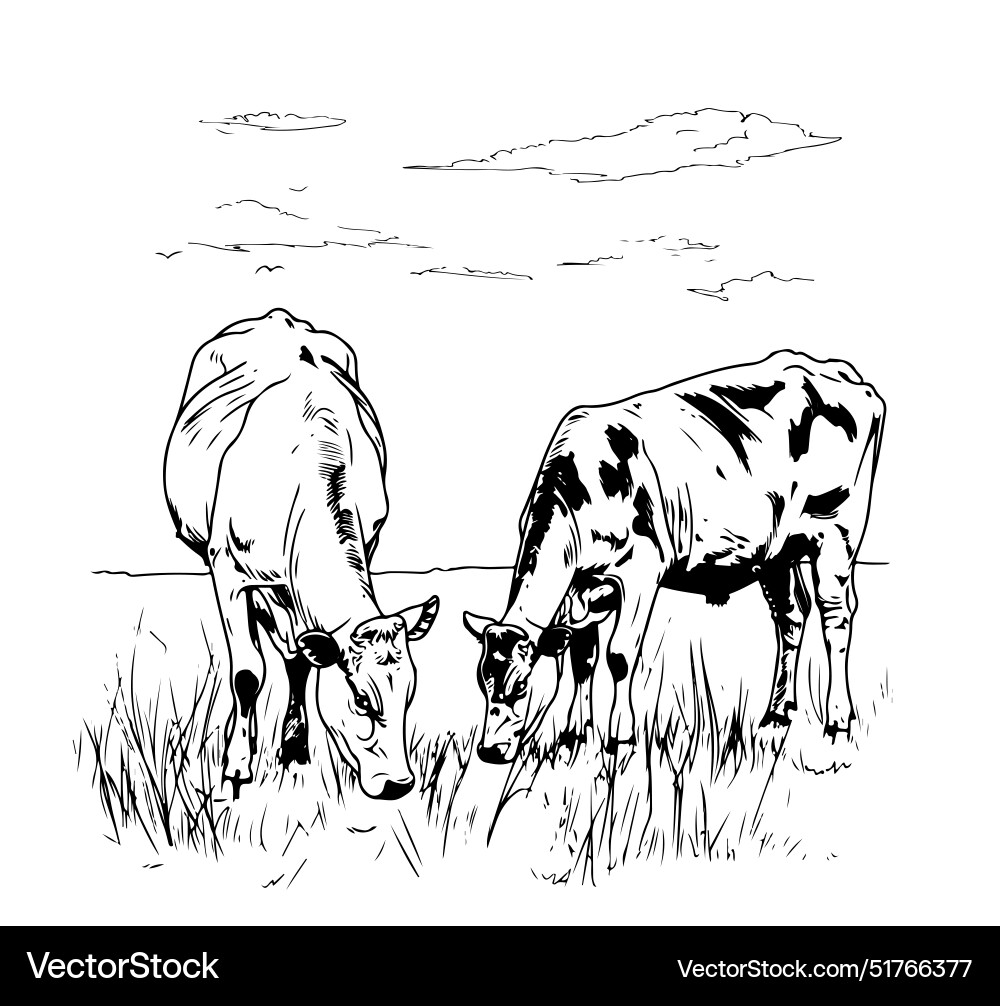 Sketch of cows drawn by hand Royalty Free Vector Image