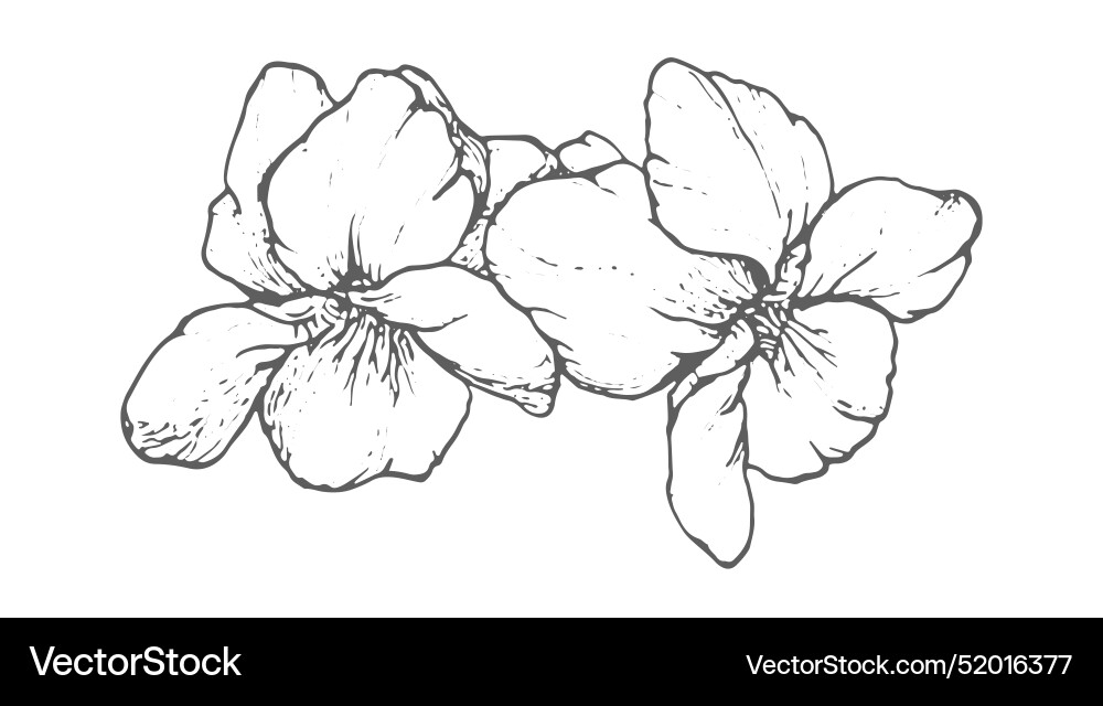 Spring flowers drawing with line art on white Vector Image