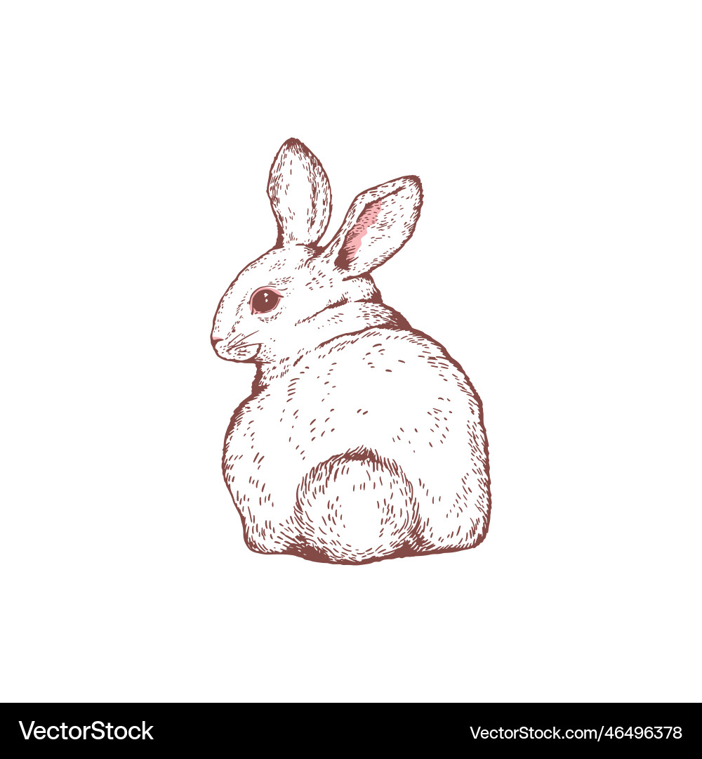 Hand drawn white rabbit sitting sketch Royalty Free Vector