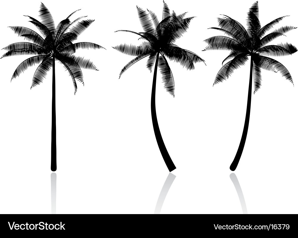 Palm tree graphics Royalty Free Vector Image - VectorStock