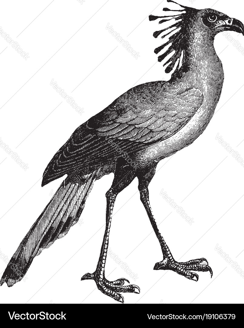 Secretary bird vintage Royalty Free Vector Image