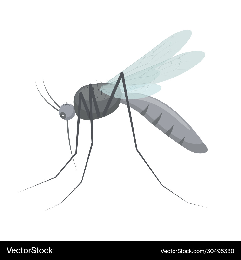 Mosquito insect Royalty Free Vector Image - VectorStock