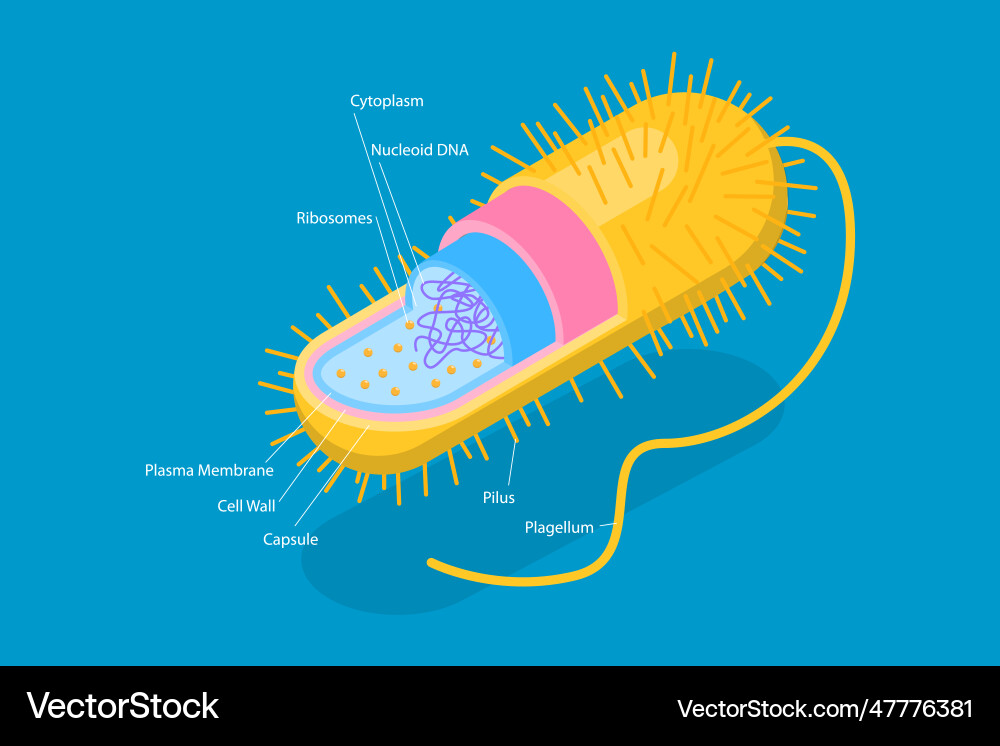 Prokaryotes Vector Images (over 1,100)