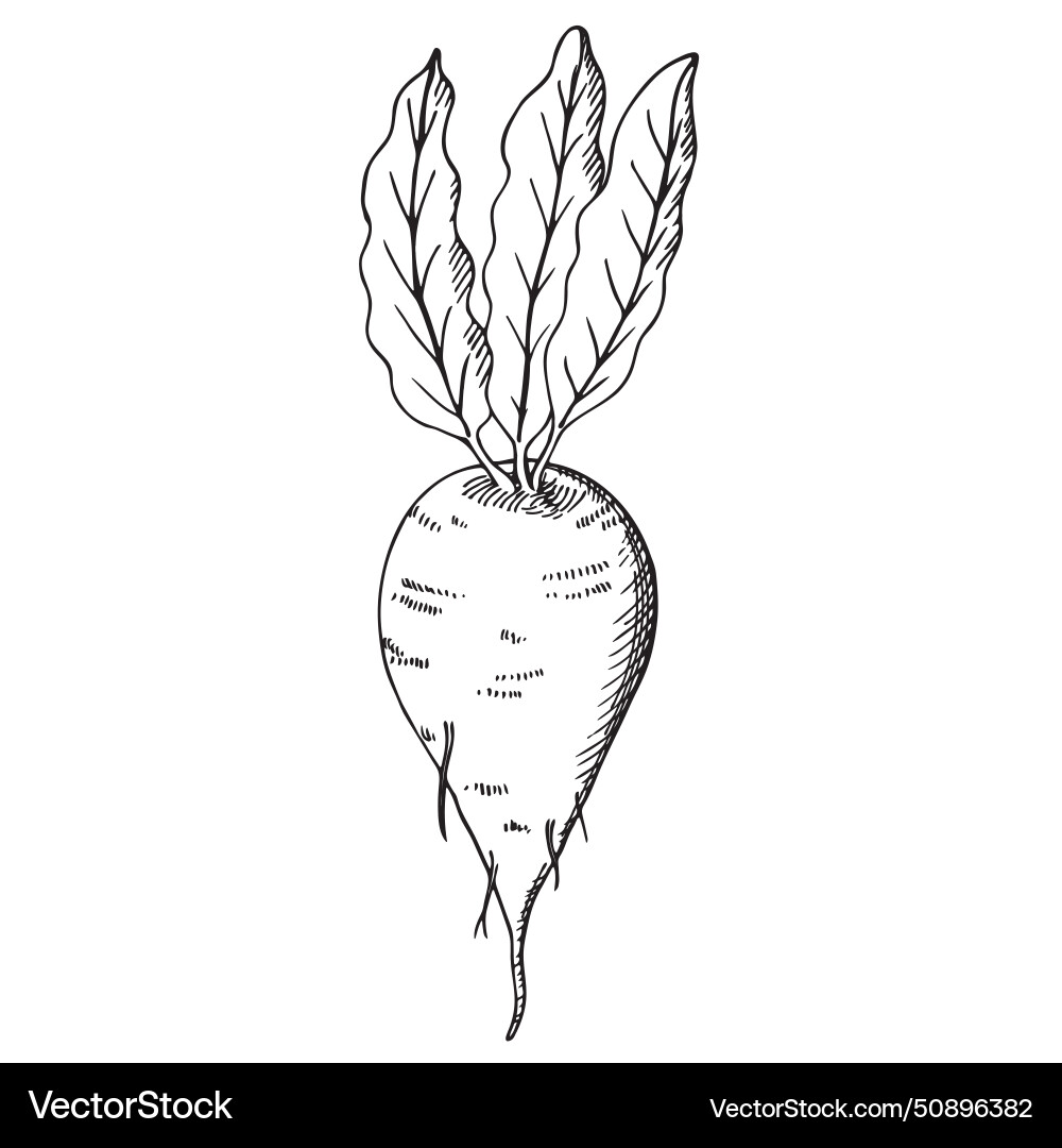 Beet sugar plant engraving ink sketch Royalty Free Vector