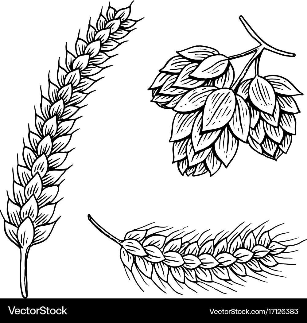 Barley and wheat malt hops beer Royalty Free Vector Image