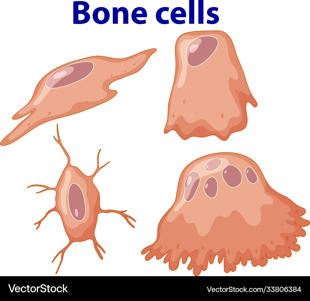 Human bone cells anatomy Royalty Free Vector Image
