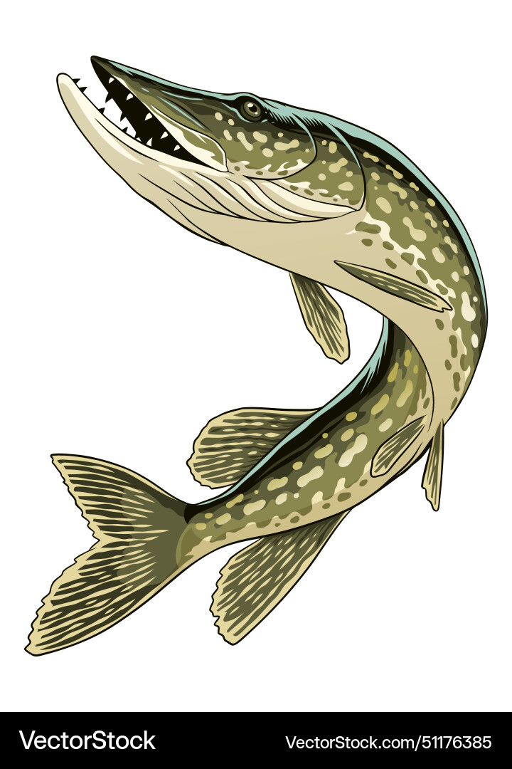 Vintage of pike fish Royalty Free Vector Image