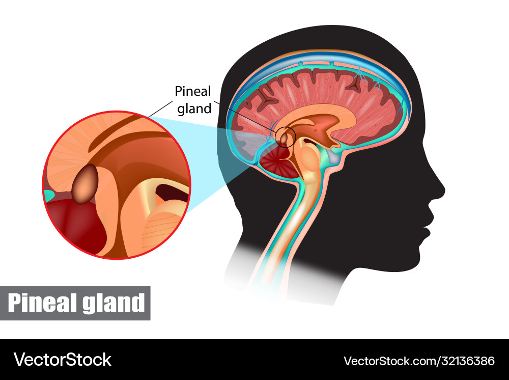Diagram pituitary and pineal glands Royalty Free Vector