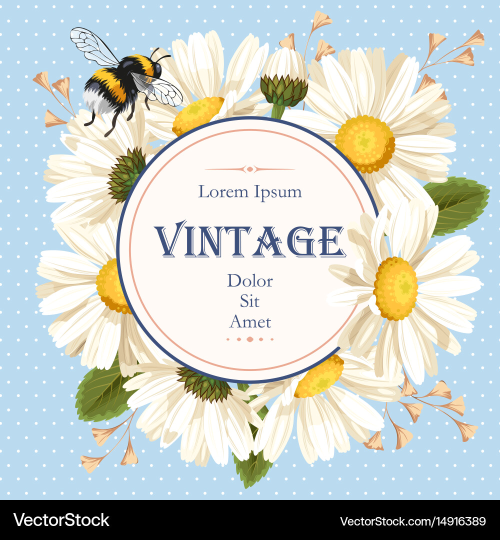 Floral Camomile Card Royalty Free Vector Image