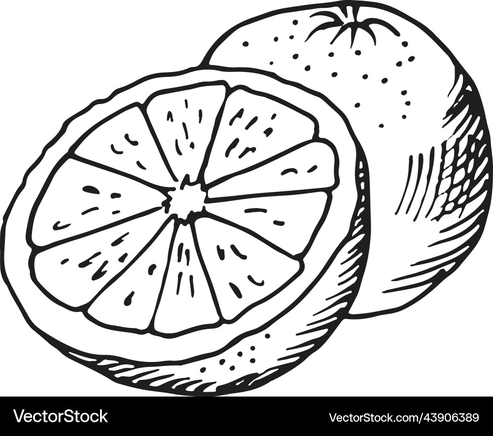 Half cutted citrus engraving juicy orange drawing Vector Image