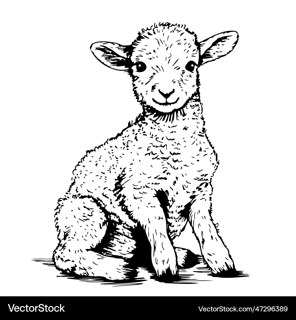 Sheep Crying Vector Images (78)