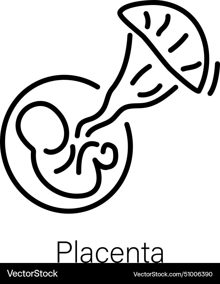 Placenta Royalty Free Vector Image - VectorStock