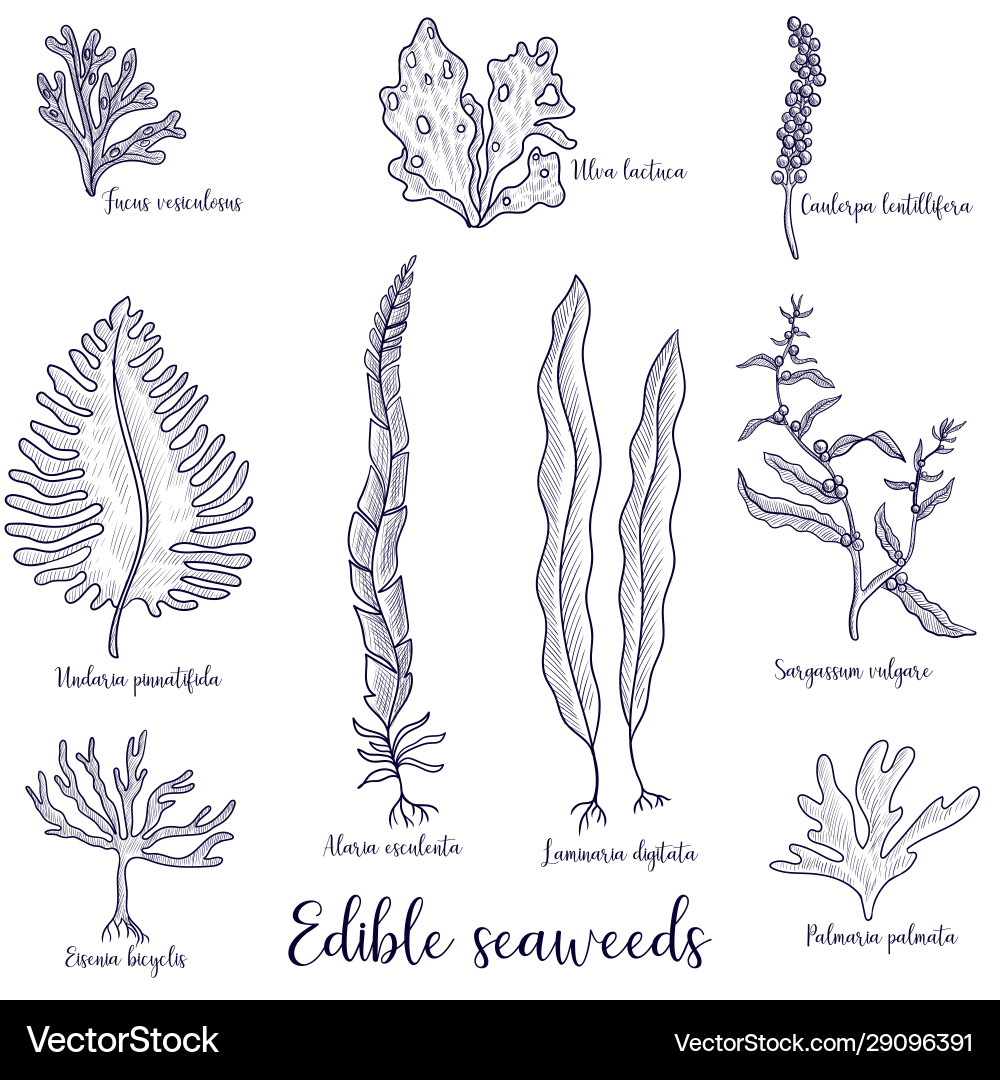 Edible Seaweed Collection Royalty Free Vector Image