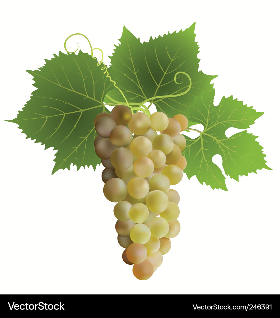 Grape Royalty Free Vector Image - VectorStock