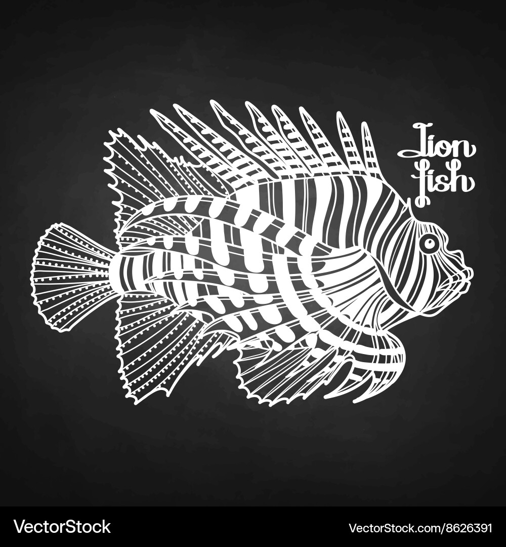 Lionfish Sketch Royalty Free Vector Image - VectorStock