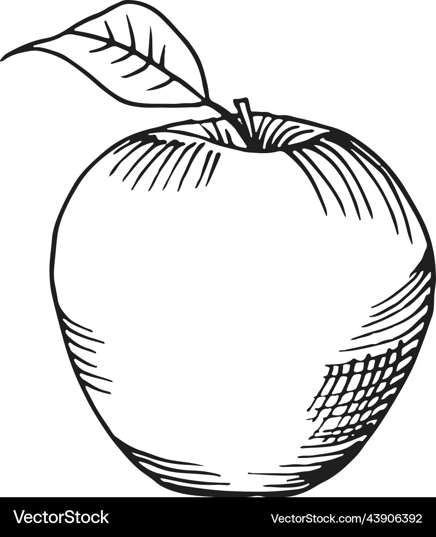 Apfel Zeichnung Wissen Symbol frische Frucht Vektorbild