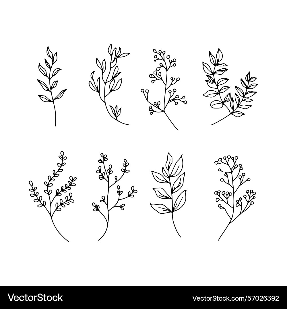 Botanical Herb Collection Royalty Free Vector Image
