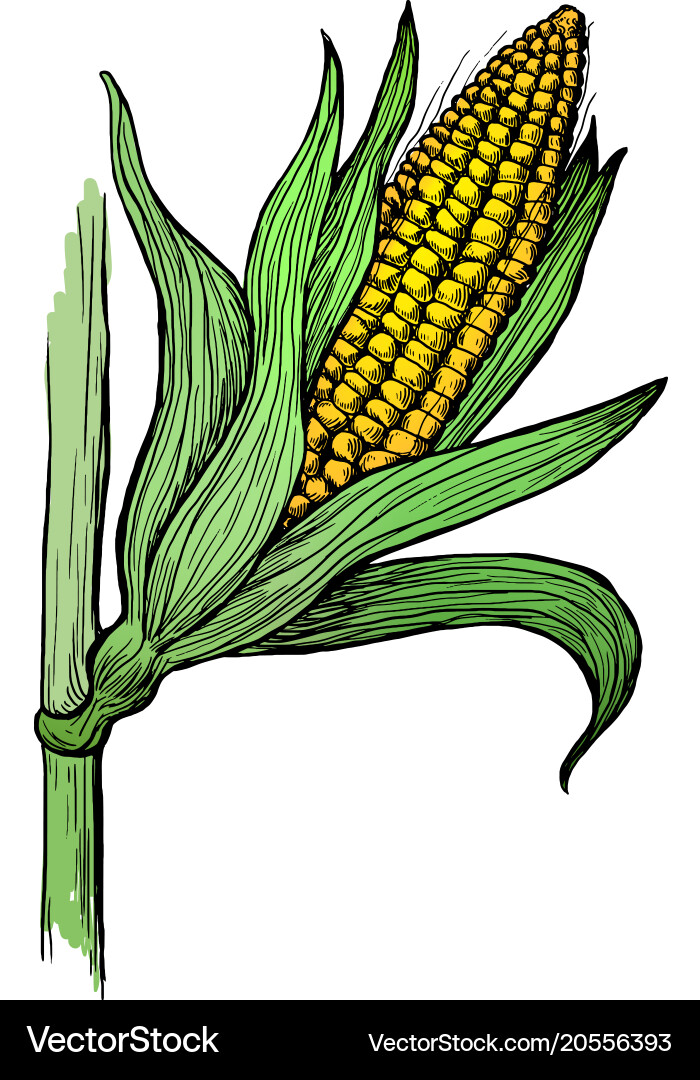 Corn Stalk Sketch
