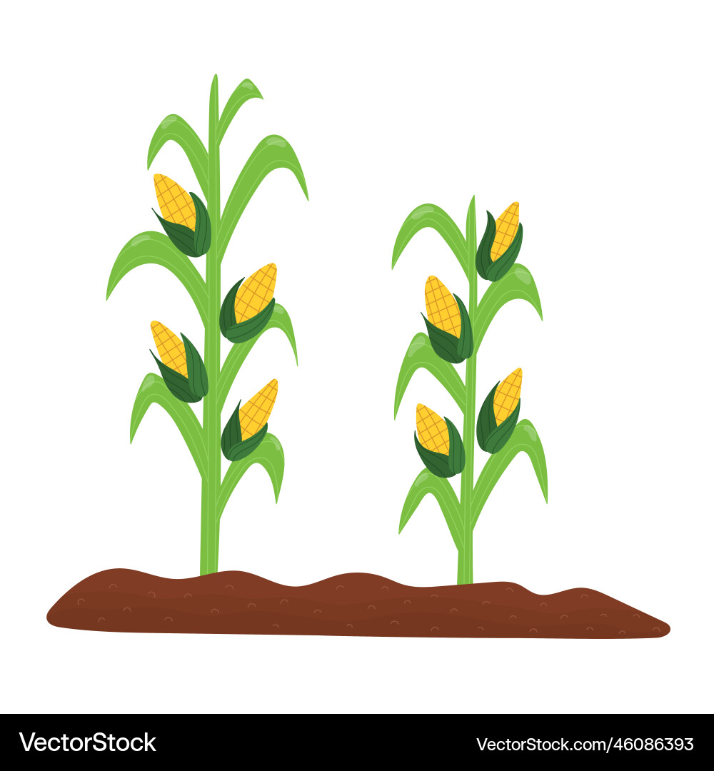 Corn plant in the soil farm planting process Vector Image