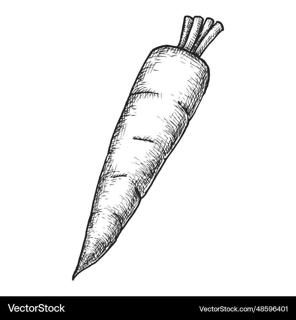 Isolated sketch image of carrot vegetable Vector Image