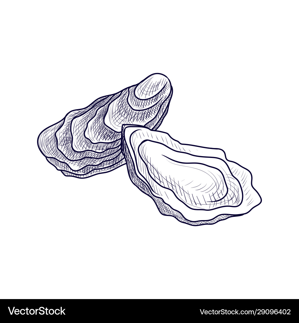Drawing oysters Royalty Free Vector Image - VectorStock