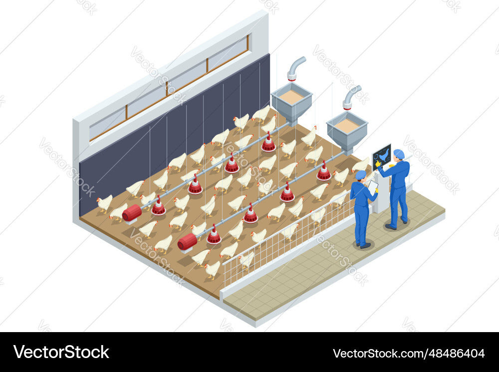 Isometric indoors chicken farm feeding Royalty Free Vector