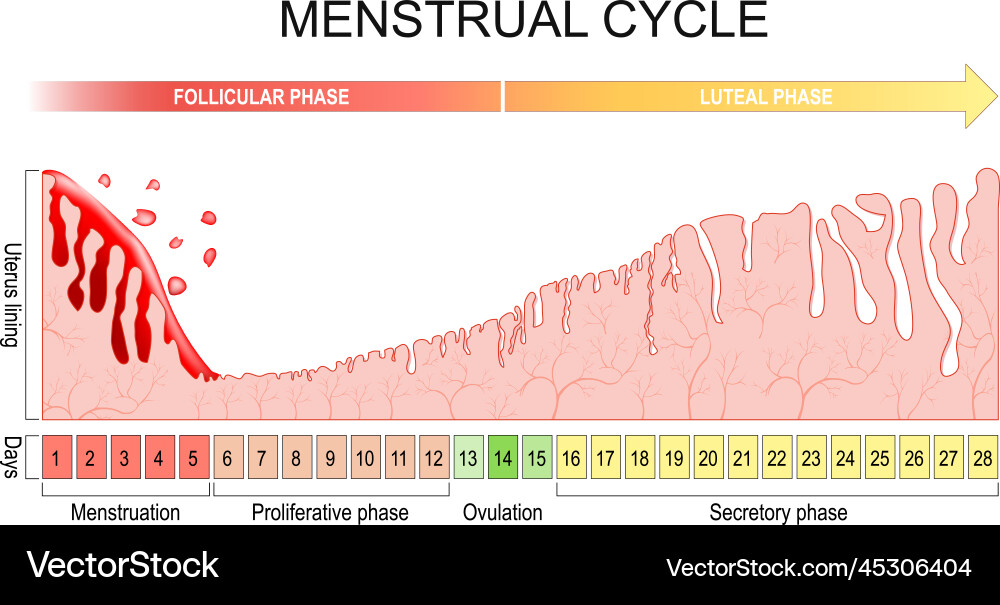 Menstrual cycle changes in the endometrium during Vector Image