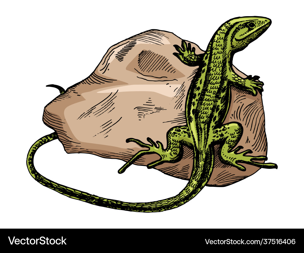 Lizard on stone engraving Royalty Free Vector Image