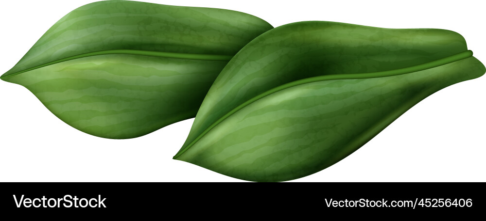 Realistic vanilla leaves Royalty Free Vector Image