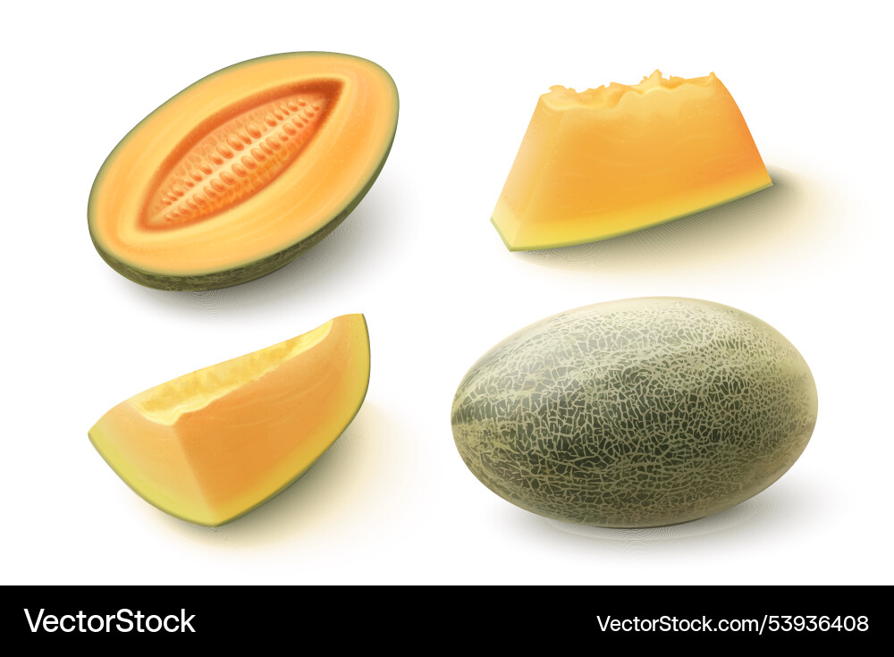 Ripe juicy sweet melon fruit 3d Royalty Free Vector Image