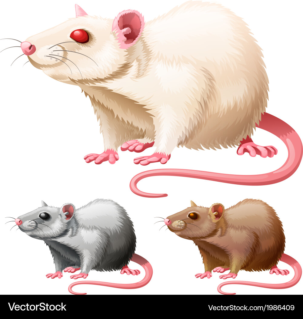 Lab rat Royalty Free Vector Image - VectorStock