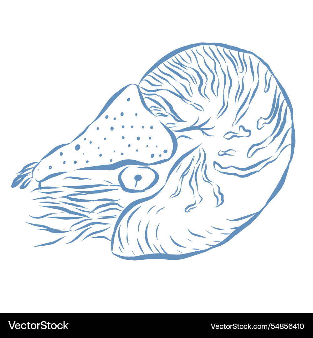 Line art of nautilus Royalty Free Vector Image