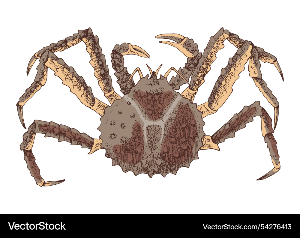 Alaskan king crab hand drawn Royalty Free Vector Image