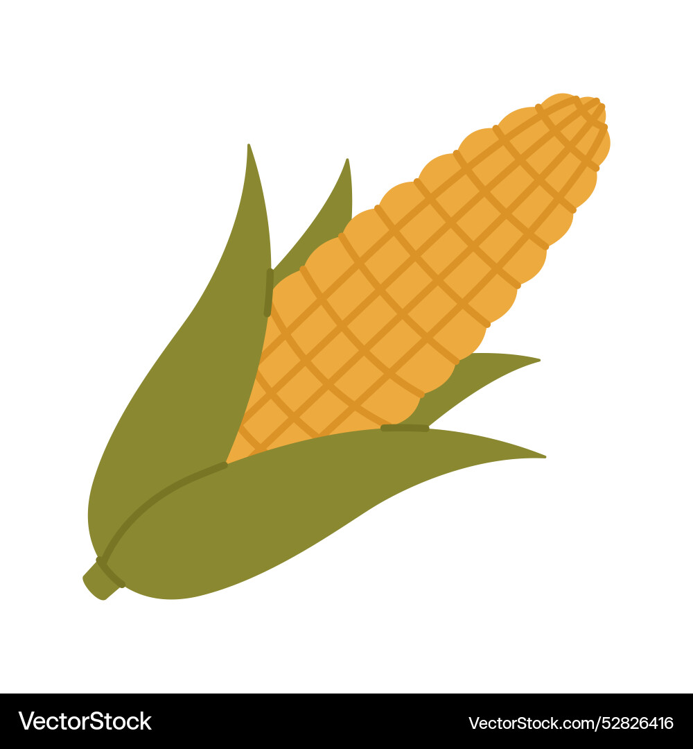 Corn cob isolated on white background Royalty Free Vector