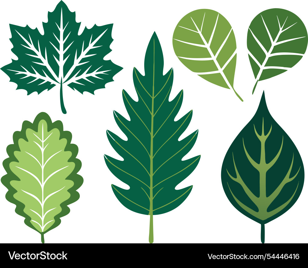 Green oak leaf collection nature design Royalty Free Vector