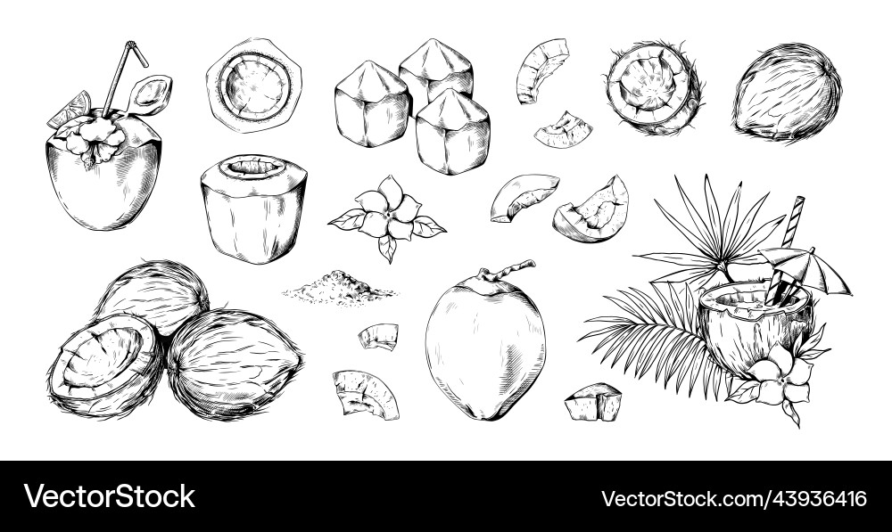 Hand drawn line coconut sketch coco water Vector Image