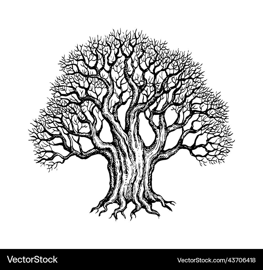 Withered old yew tree Royalty Free Vector Image