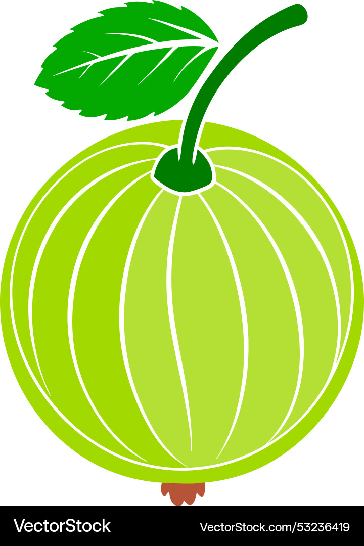 Gooseberry fruit amla Royalty Free Vector Image