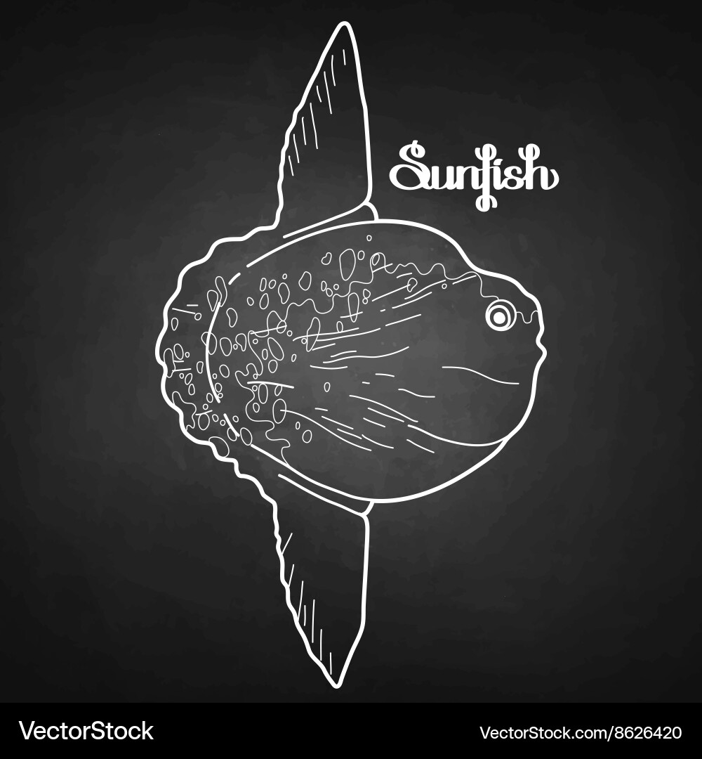 Graphic sunfish Royalty Free Vector Image - VectorStock
