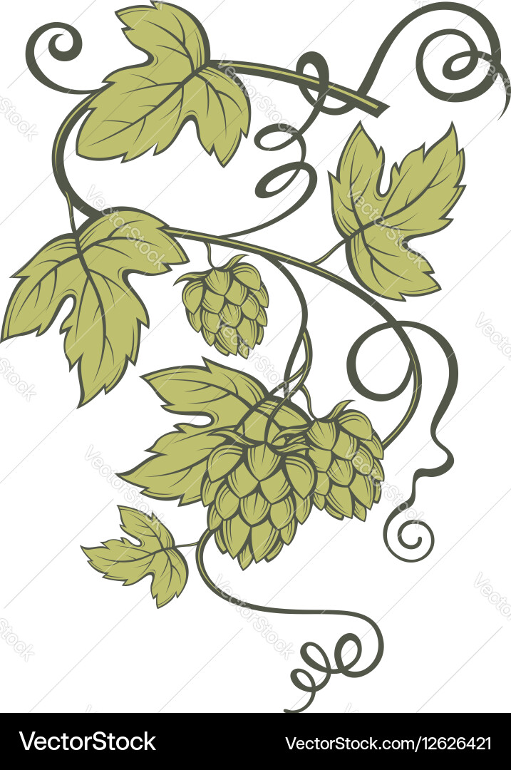 Image of hops Royalty Free Vector Image - VectorStock