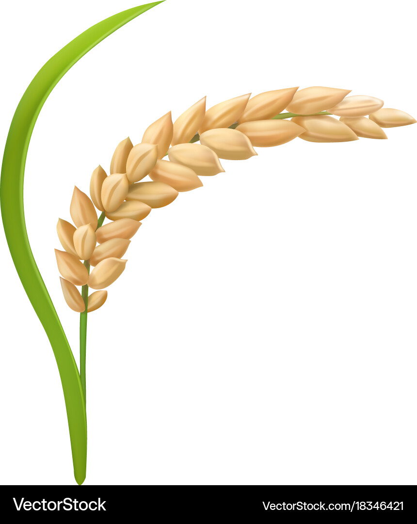 Rice Royalty Free Vector Image - VectorStock