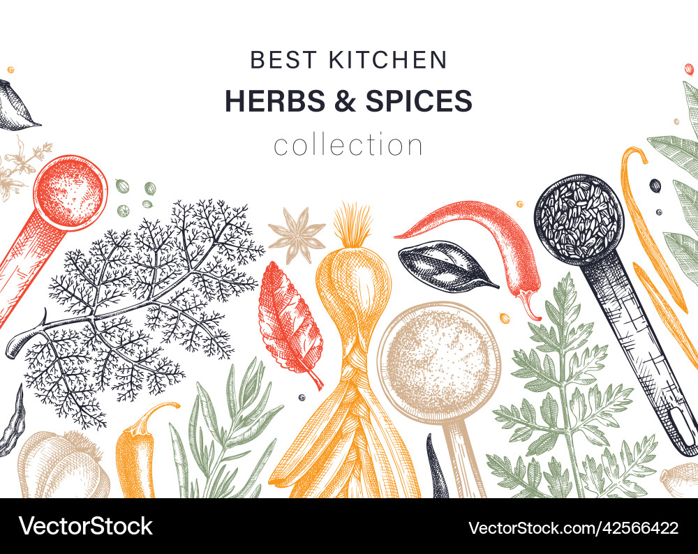 Hand-drawn herbs and spices background in color Vector Image