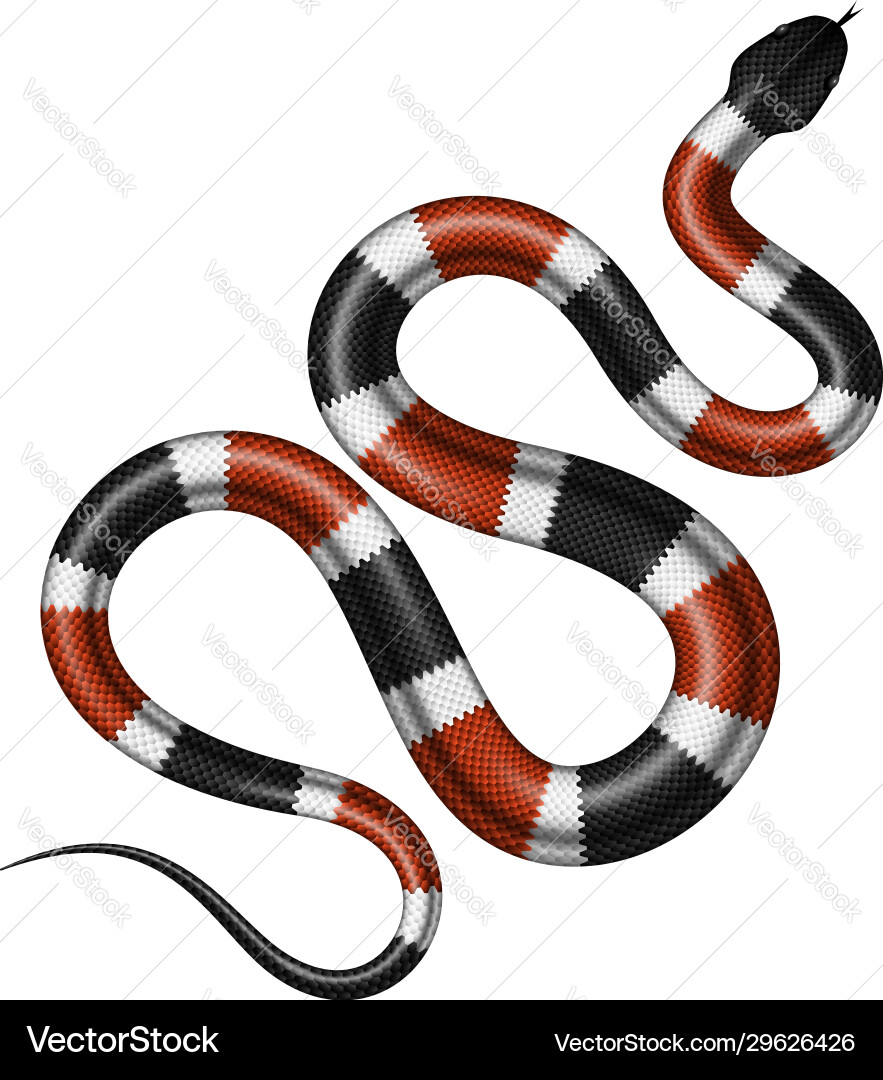 Corel Snake Aquatic Coral Snake For Sale Rept Marts