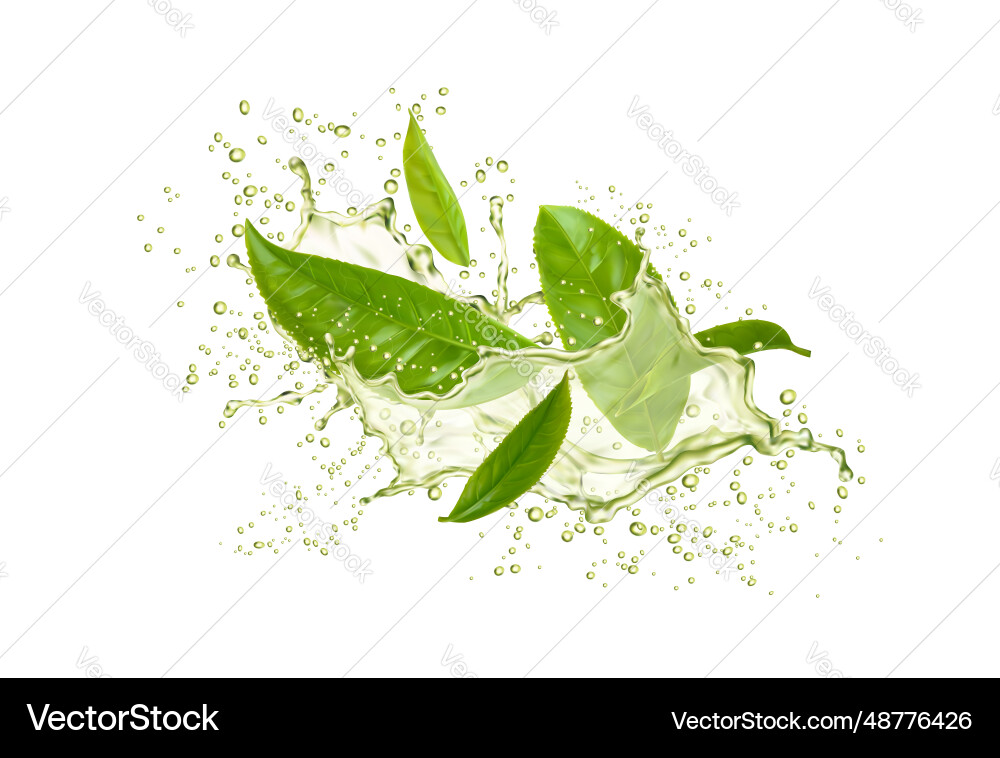 Green tea drink with leaves splash drops Vector Image