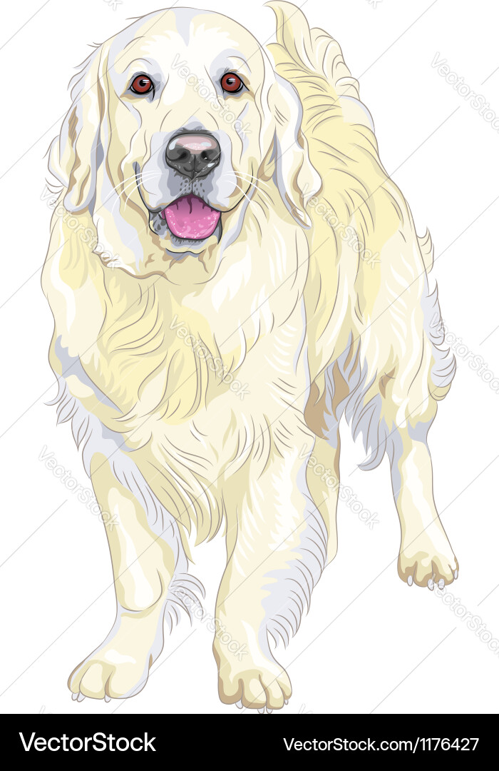 Golden Labrador Retriever Portrait Royalty Free Vector Image