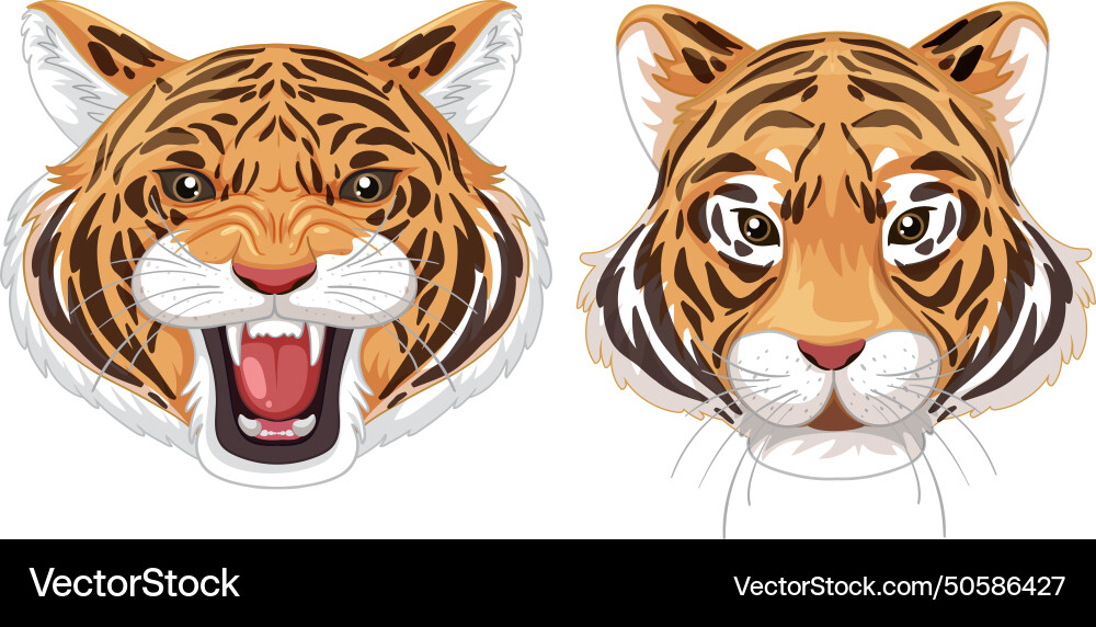 Two tiger faces showing different emotions Vector Image