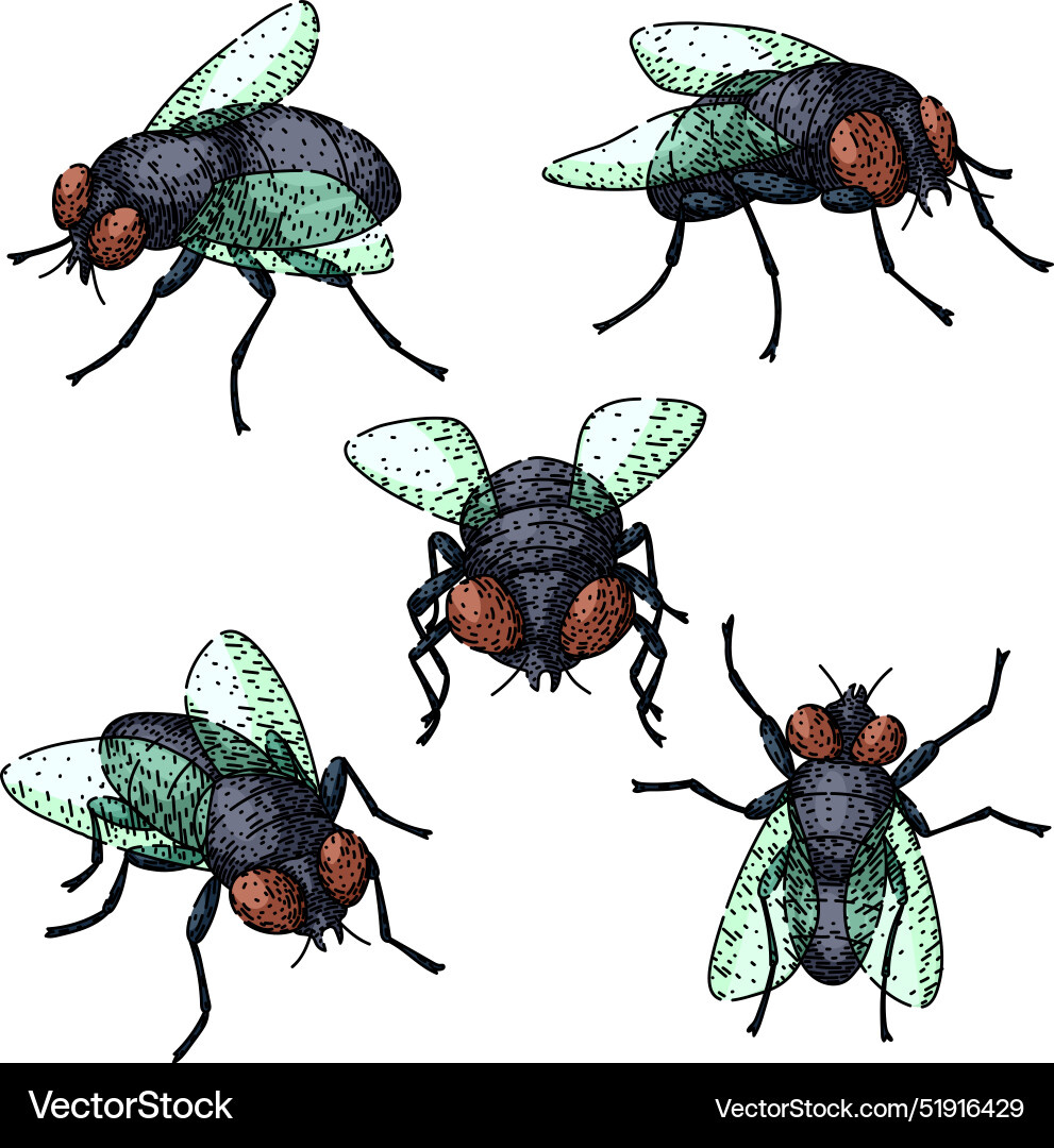 Fly set sketch hand drawn Royalty Free Vector Image