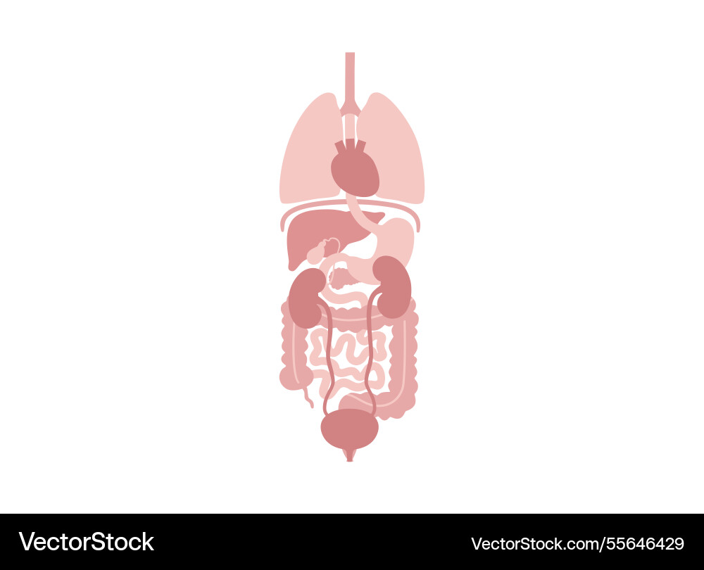 Human internal organs Royalty Free Vector Image