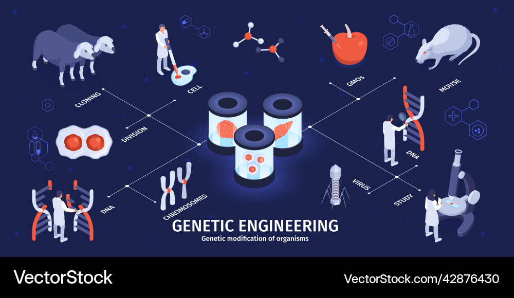 Isometric genetic engineering infographics Vector Image