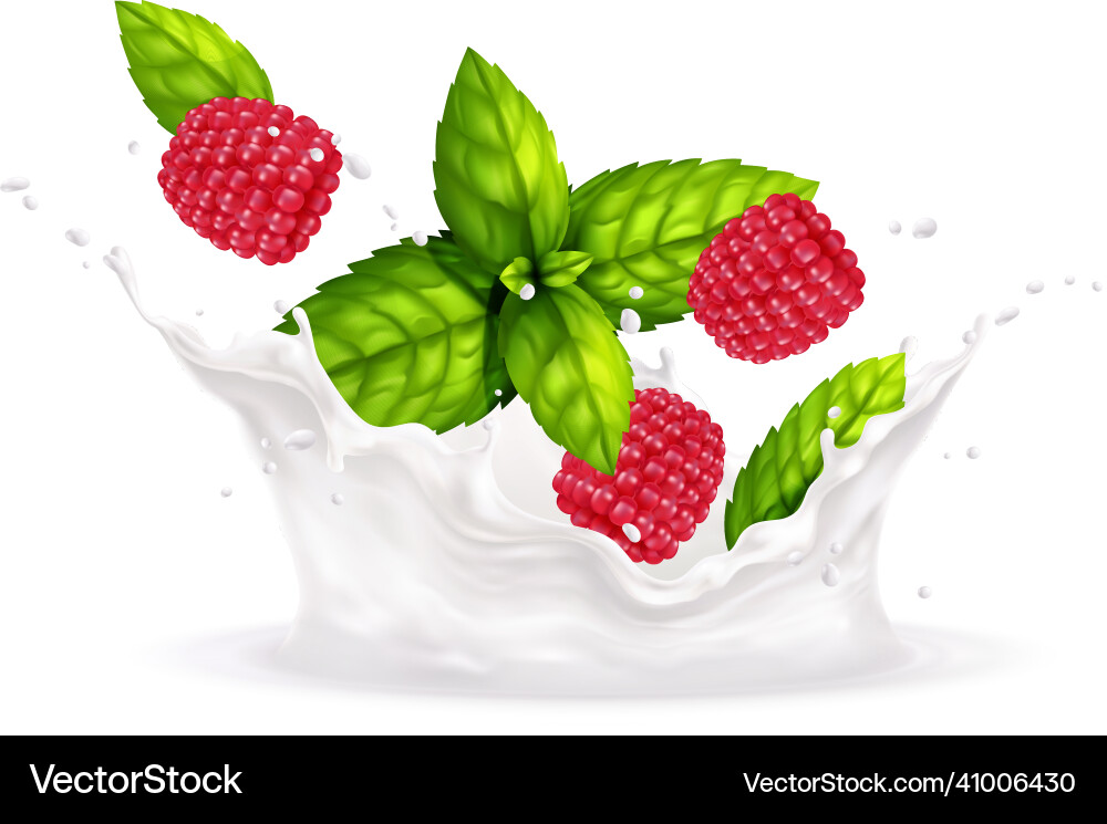 Raspberries milk splashes Royalty Free Vector Image